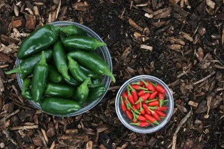 Savour the Heat: Bippi Chilli and the Art of Flavour Enhancement
